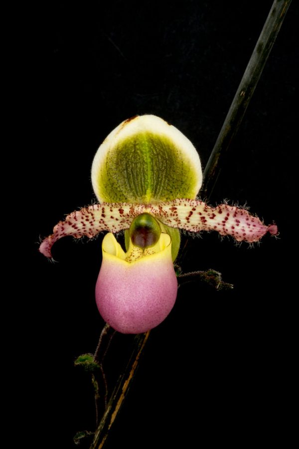 Orquídeas Valencia OVAL - Orquídiofils valencians